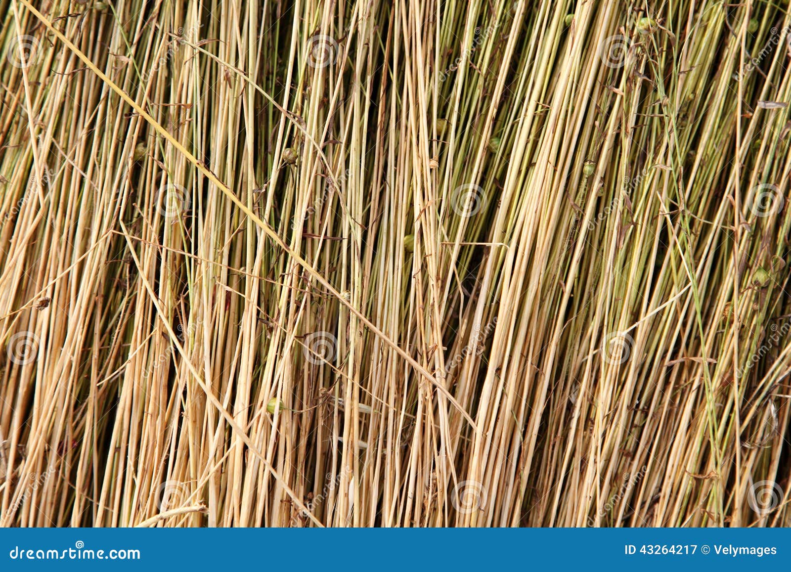 Flax stems stock image. Image of nature, countryside - 43264217