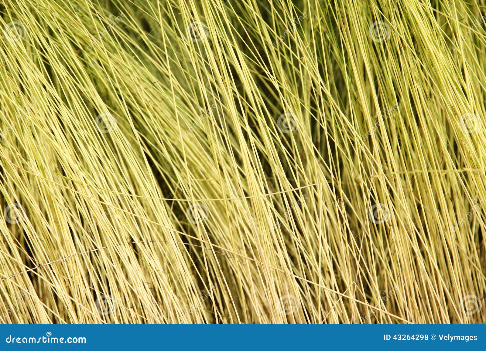 Flax stems stock photo. Image of plant, nature, countryside - 43264298