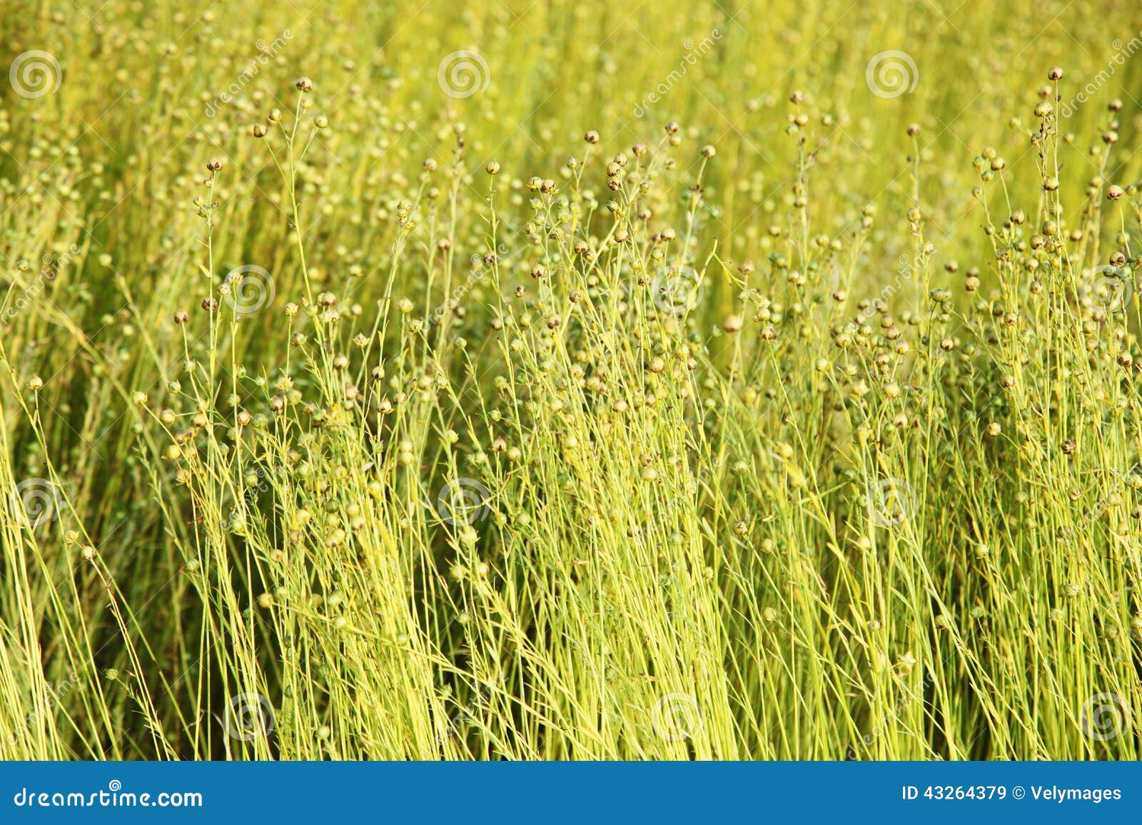 Flax stems stock image. Image of plant, agriculture, fiber - 43264379