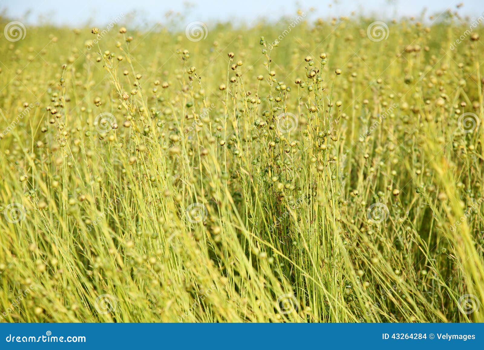 Flax stems and grains stock photo. Image of fiber, stems - 43264284