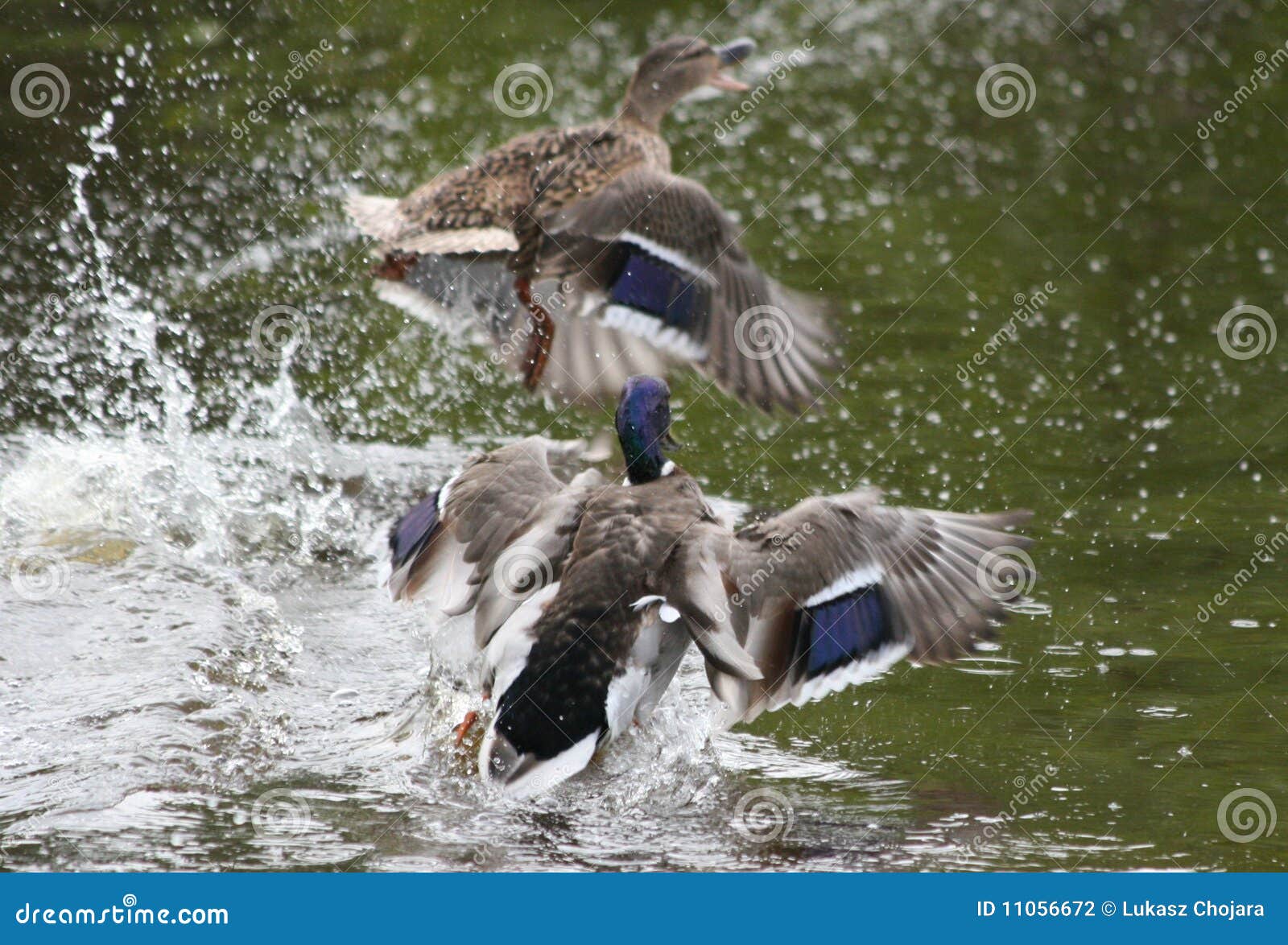 Flaying ducks stock photo. Image of wide, animal, lake - 11056672