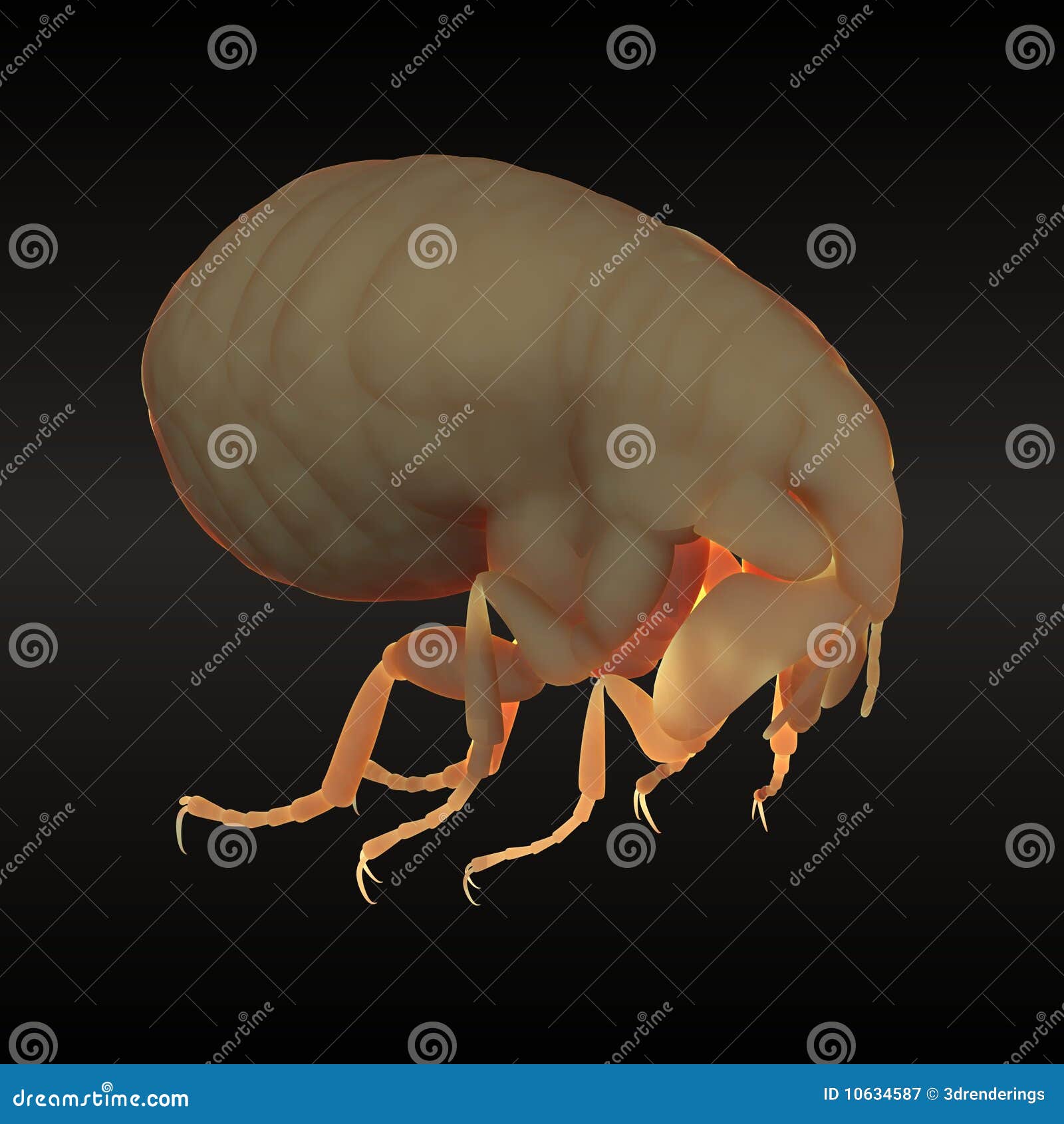 Human Flea Illustration, Drawing, Engraving, Ink, Line Art, Vector ...