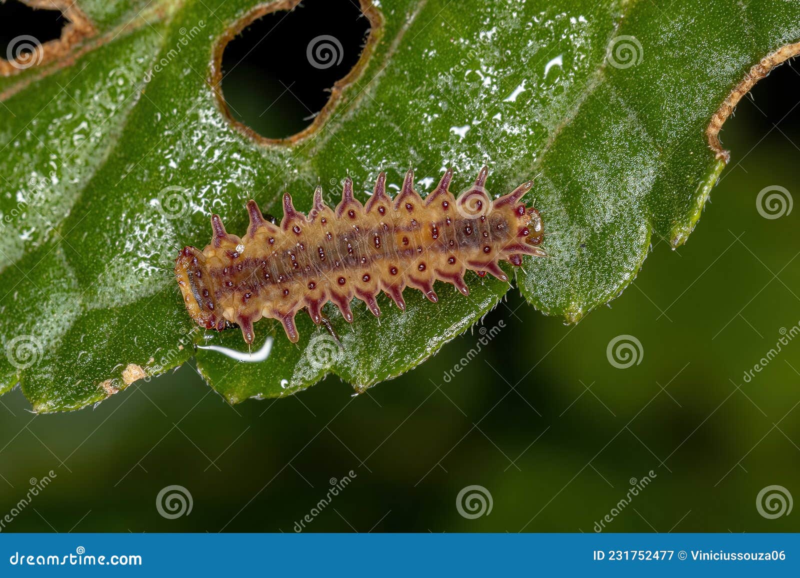 Flea Egg With The Larva Inside Under The Microscope Stock Image ...