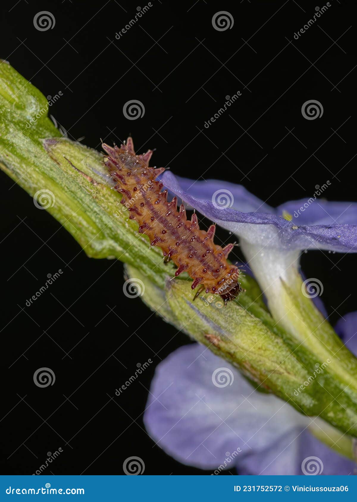 Flea Egg With The Larva Inside Under The Microscope Stock Image ...