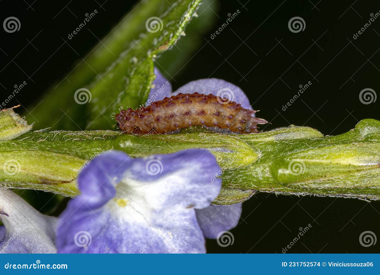 Flea Egg With The Larva Inside Under The Microscope Stock Image ...