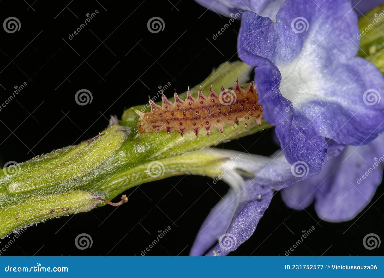 Flea Egg With The Larva Inside Under The Microscope Stock Image ...