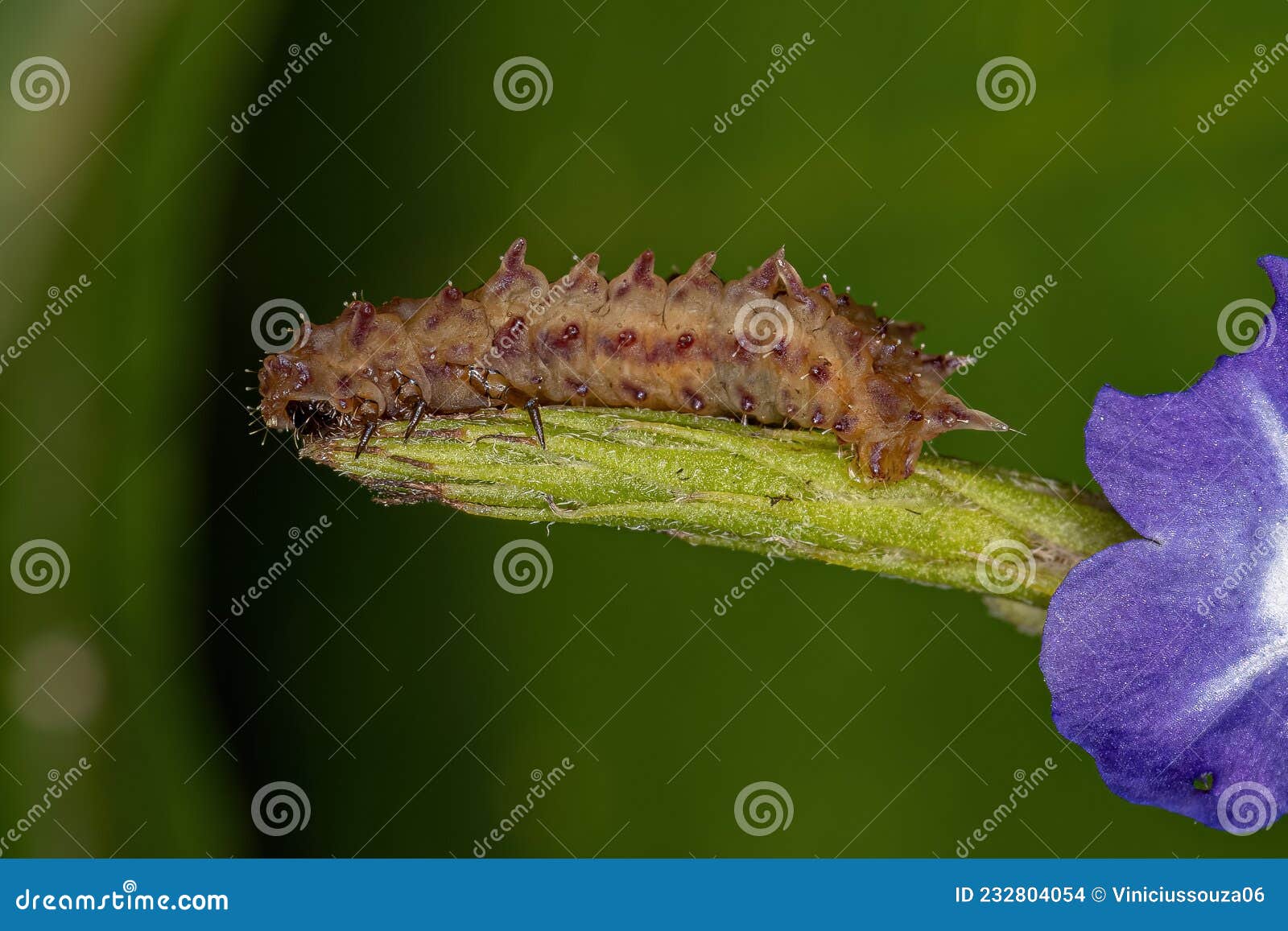 Flea Egg With The Larva Inside Under The Microscope Stock Image ...