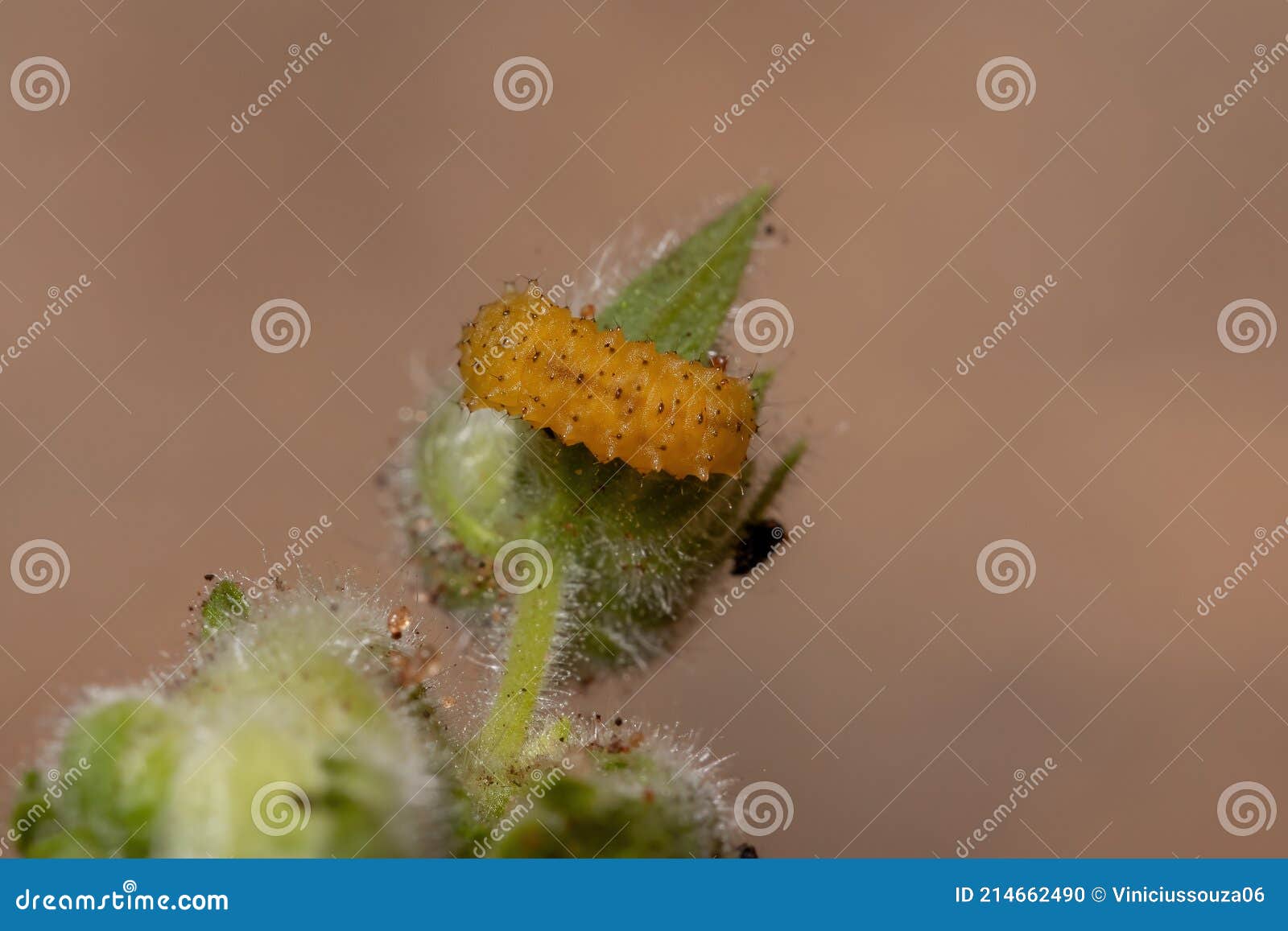 Flea Beetle Larvae stock photo. Image of insect, chrysomelidae - 214662490