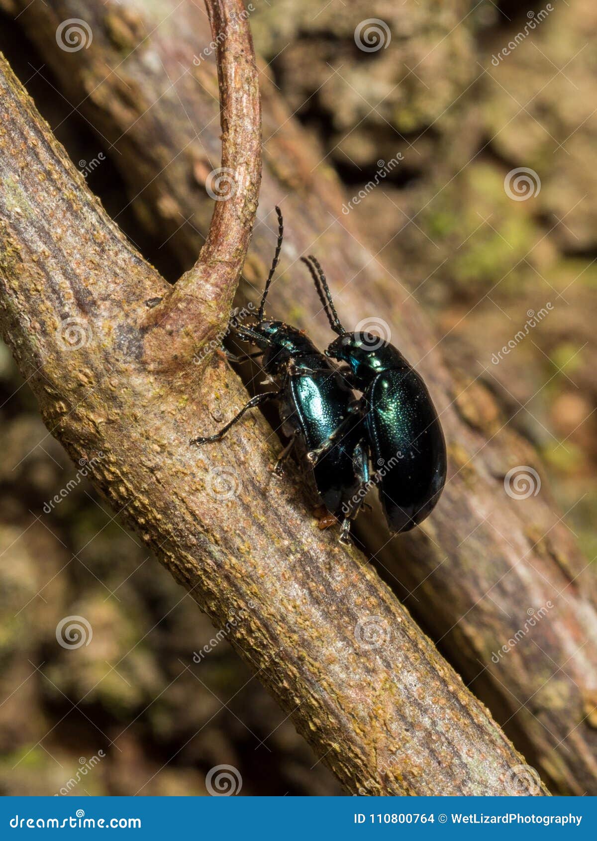 Flea beetle mating stock photo. Image of macro, nature - 110800764