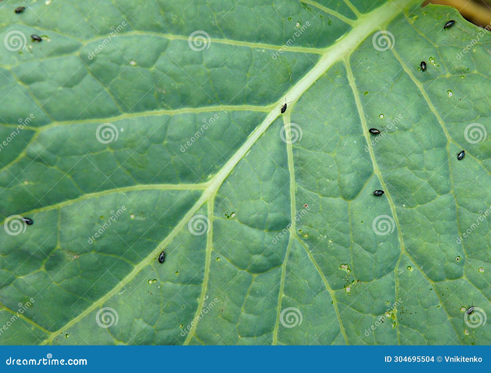 Flea Beetles on a Young Cabbage Leaf Stock Photo - Image of closeup ...