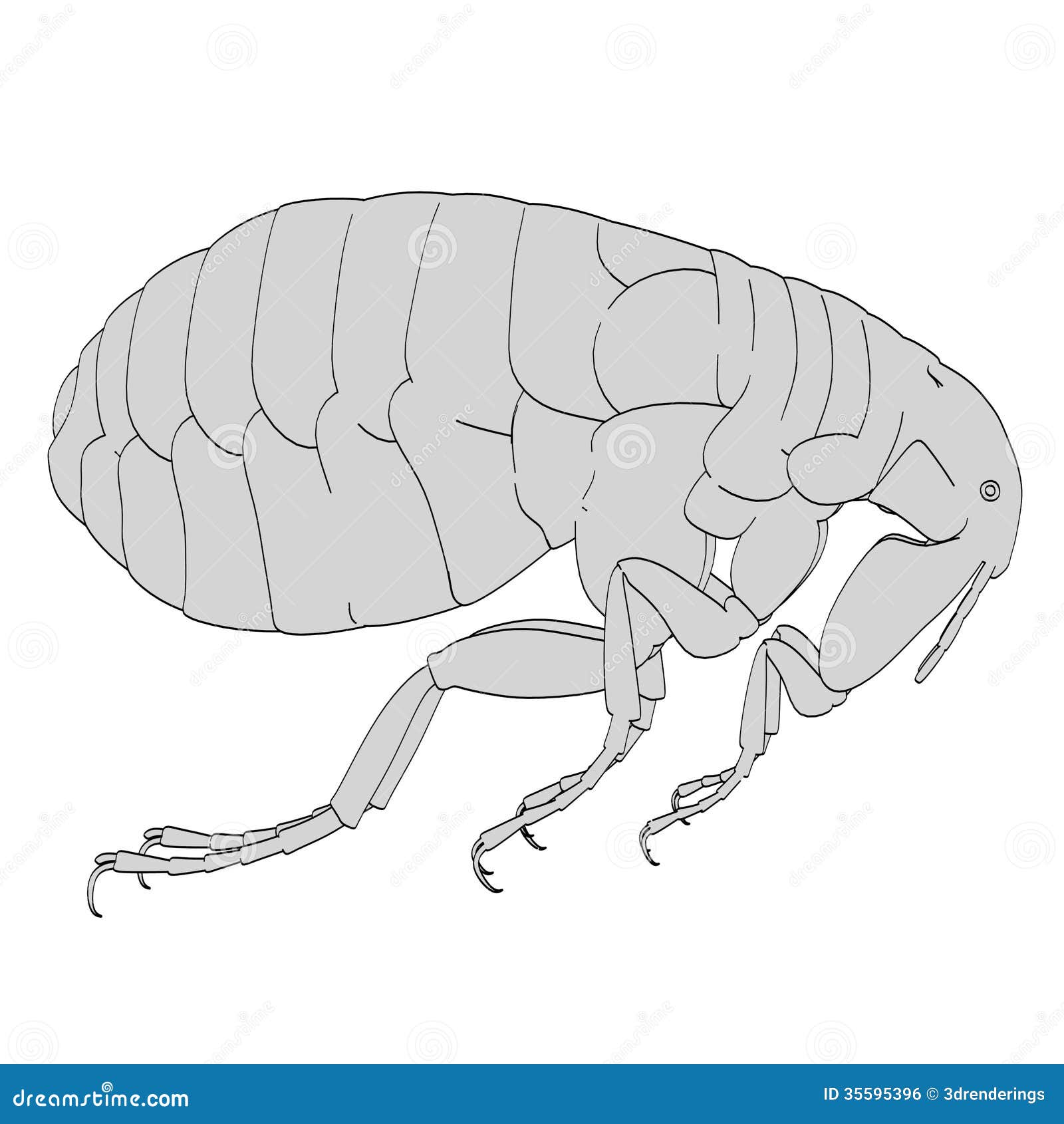 Flea bug stock illustration. Illustration of parasite - 35595396