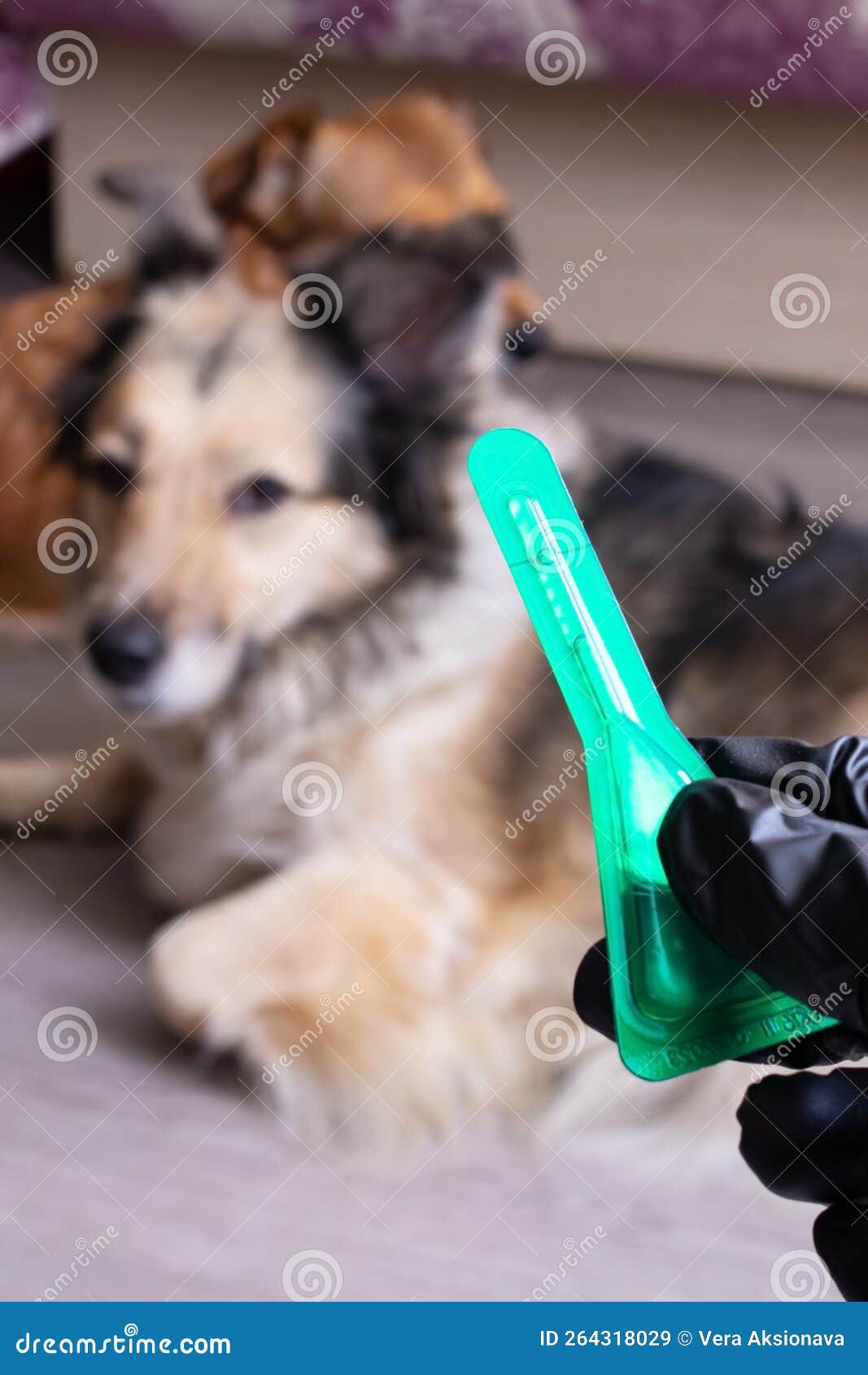 Flea Drops for Dogs and Gloved Hand Stock Image - Image of small ...