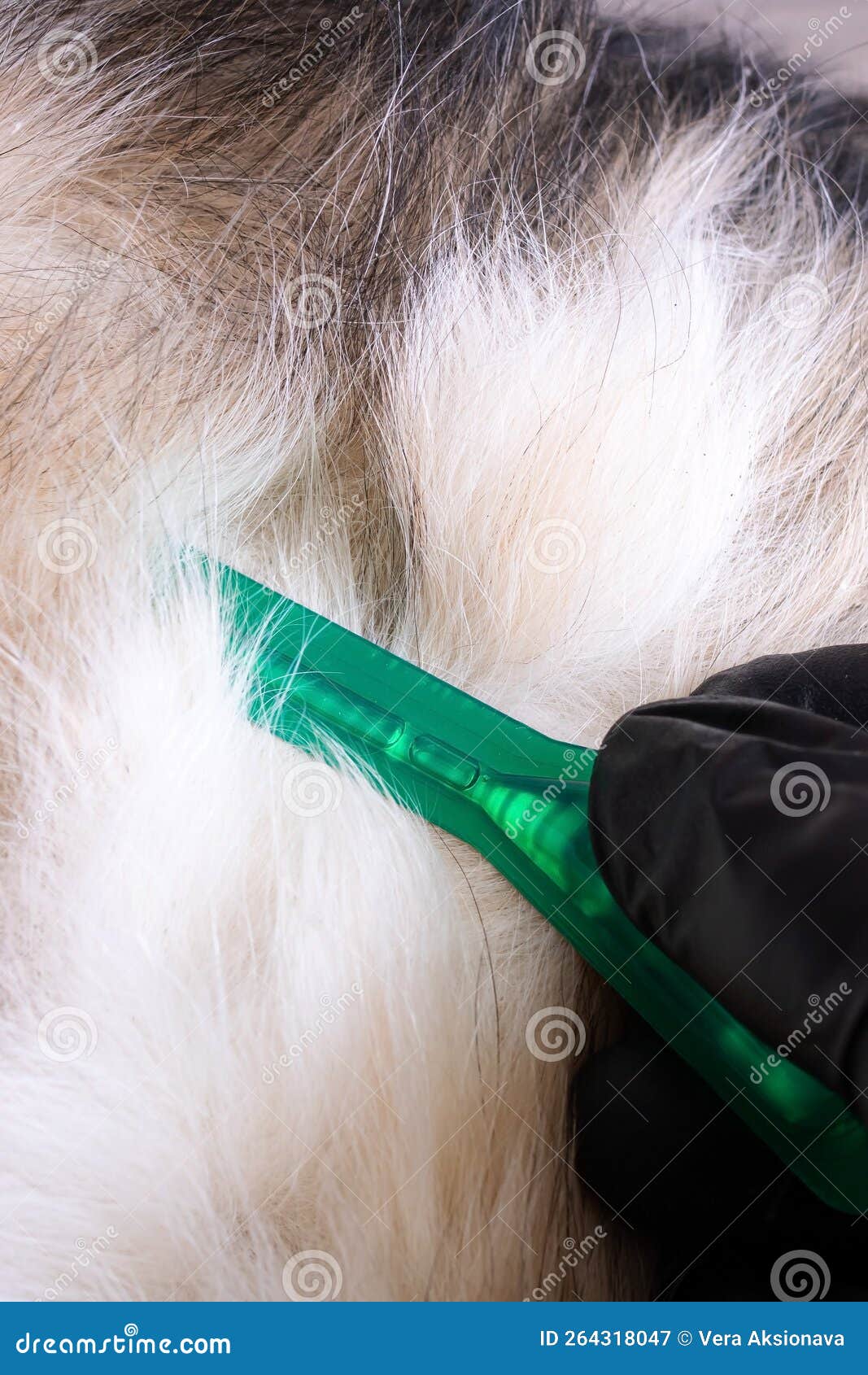 Flea Drops for Dogs and Gloved Hand Stock Image - Image of health ...