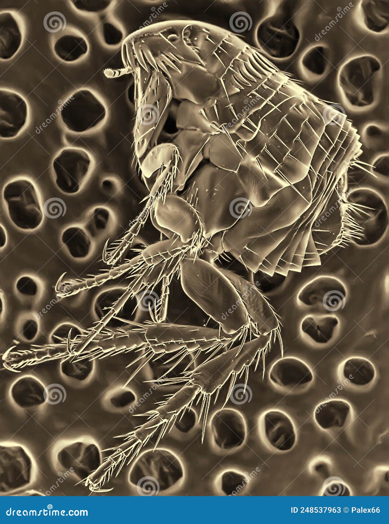 Flea. Electron Microscope Photo Stock Image - Image of bubonic, closeup ...