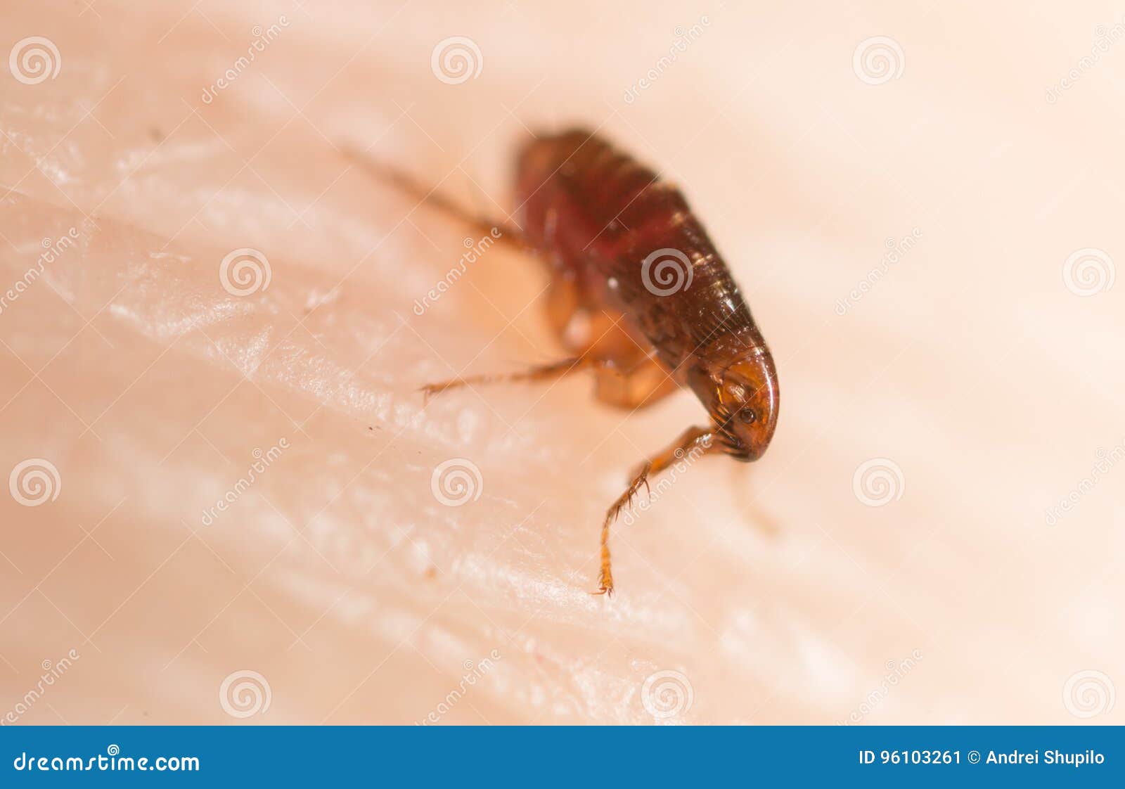 Flea on human skin. stock image. Image of tick, bite - 96103261
