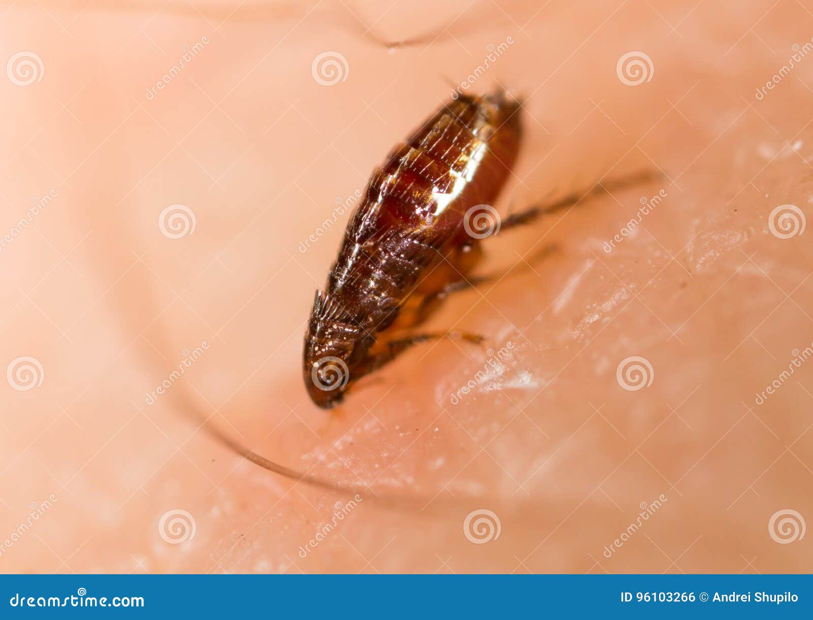 Flea on human skin. stock photo. Image of parasite, blood - 96103266