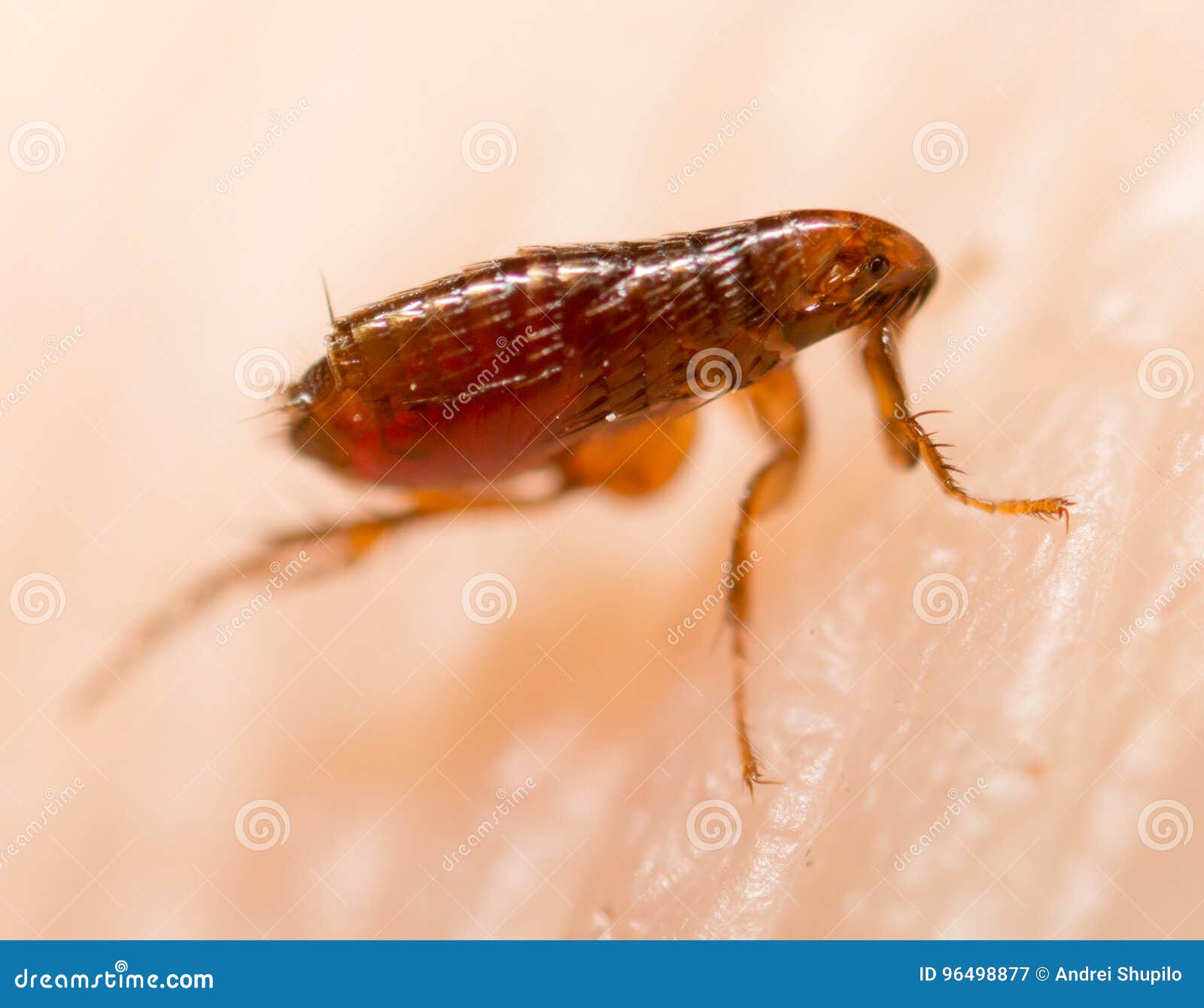Flea on human skin. stock image. Image of tick, caucasian - 96498877