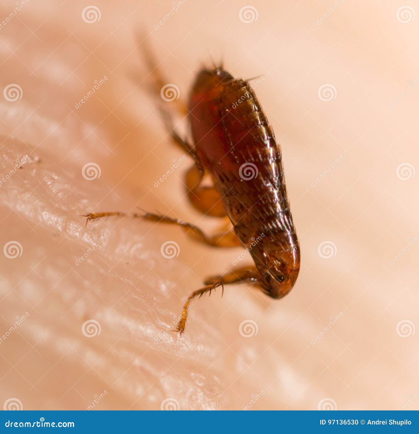 Flea on human skin. stock photo. Image of white, hair - 97136530