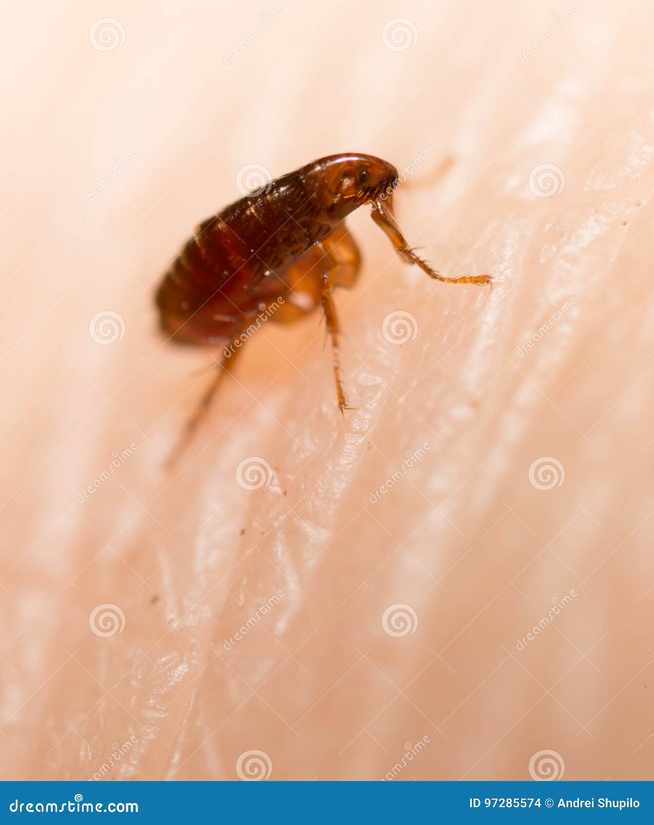 Flea on human skin. stock photo. Image of forest, white - 97285574