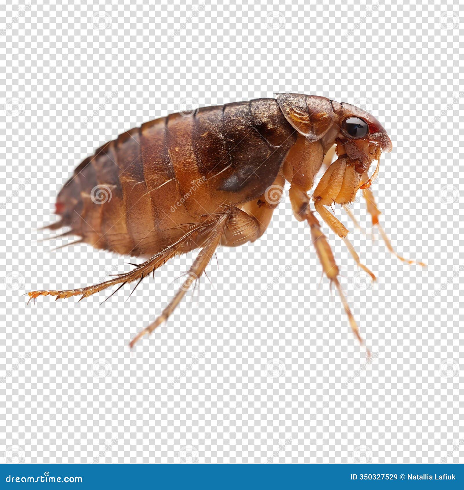 Flea Insect Isolated on the Transparent Background Stock Illustration ...