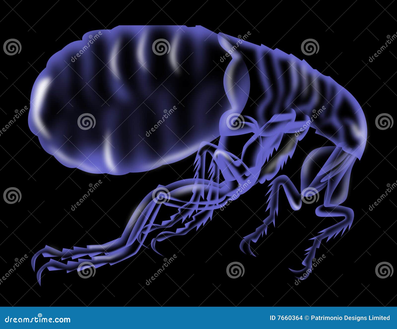 Flea insect x-ray stock illustration. Illustration of arachnid - 7660364