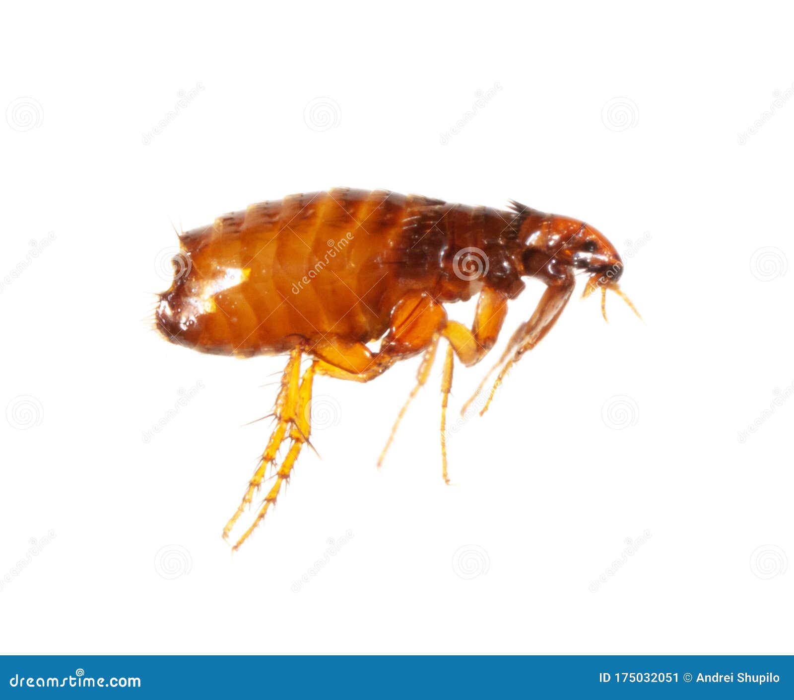 Flea Isolated on a White Background Stock Image - Image of flea, insect ...