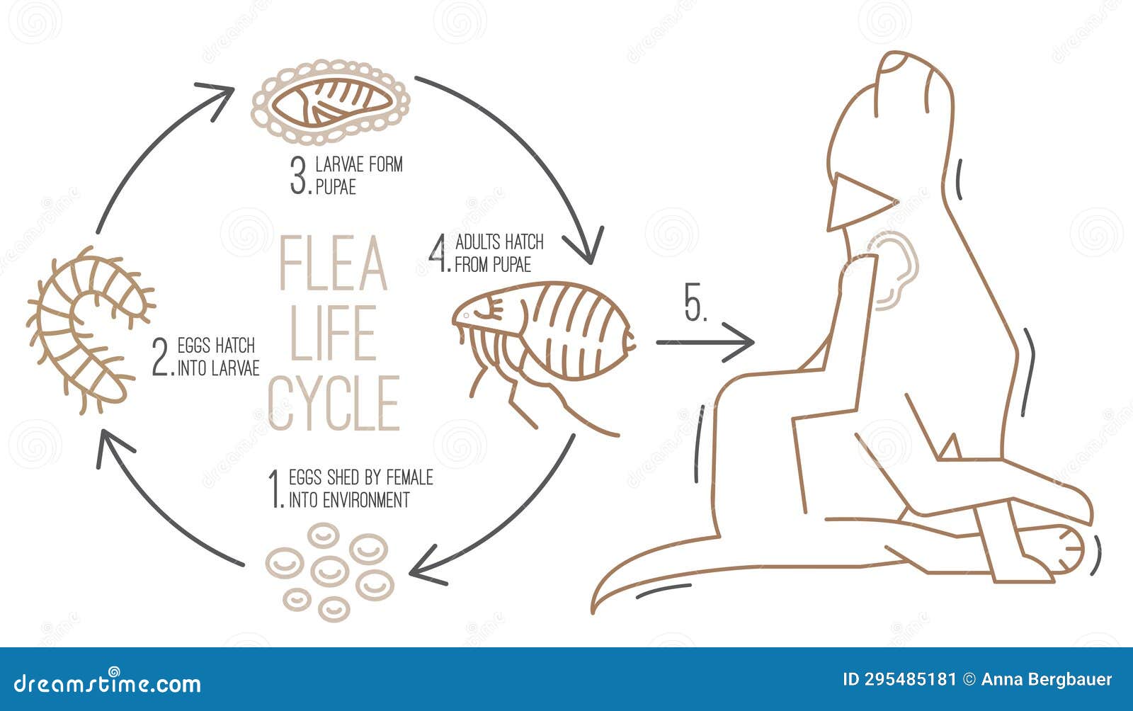 Flea Life Cycle. Four Stages. Vector Illustration Stock Vector ...