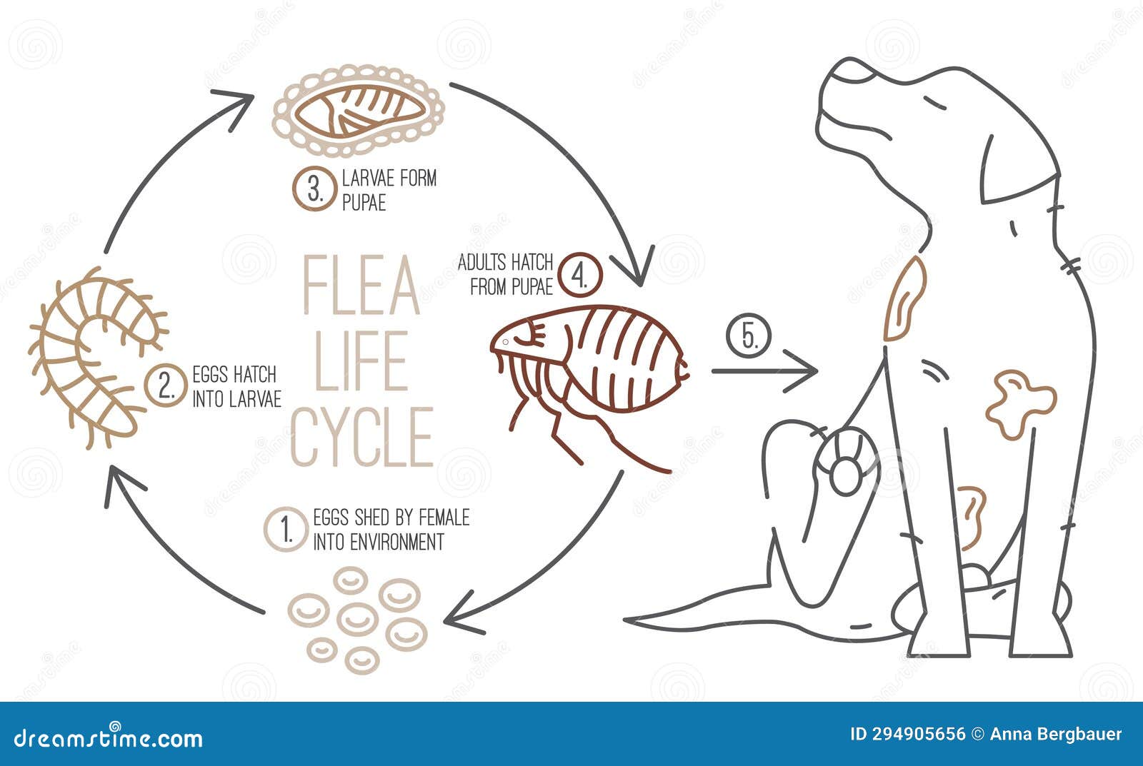 Flea Life Cycle. Four Stages. Vector Illustration Stock Vector ... Flea Life Cycle. Four Stages. Vector Illustration Stock Vector ...