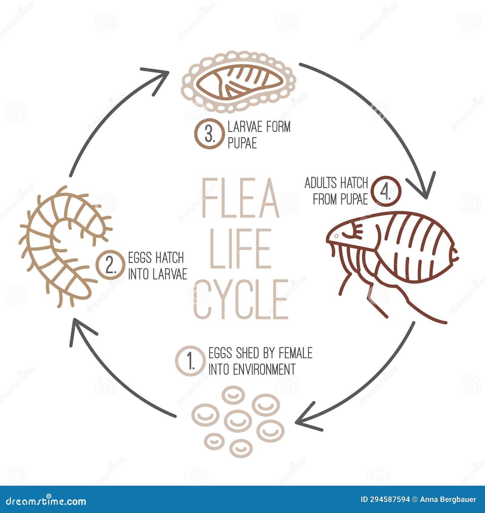 Flea Life Cycle. Four Stages. Vector Illustration Stock Vector ... Flea Life Cycle. Four Stages. Vector Illustration Stock Vector ...