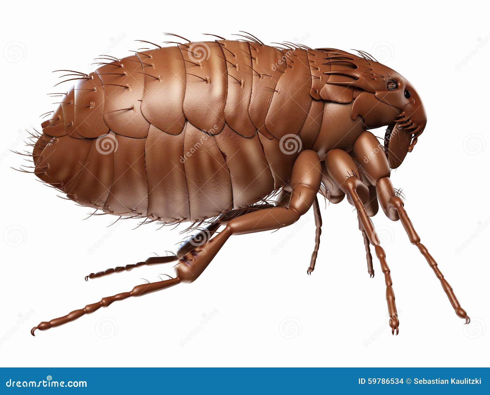 Flea Cartoons, Illustrations & Vector Stock Images - 9181 Pictures to ...
