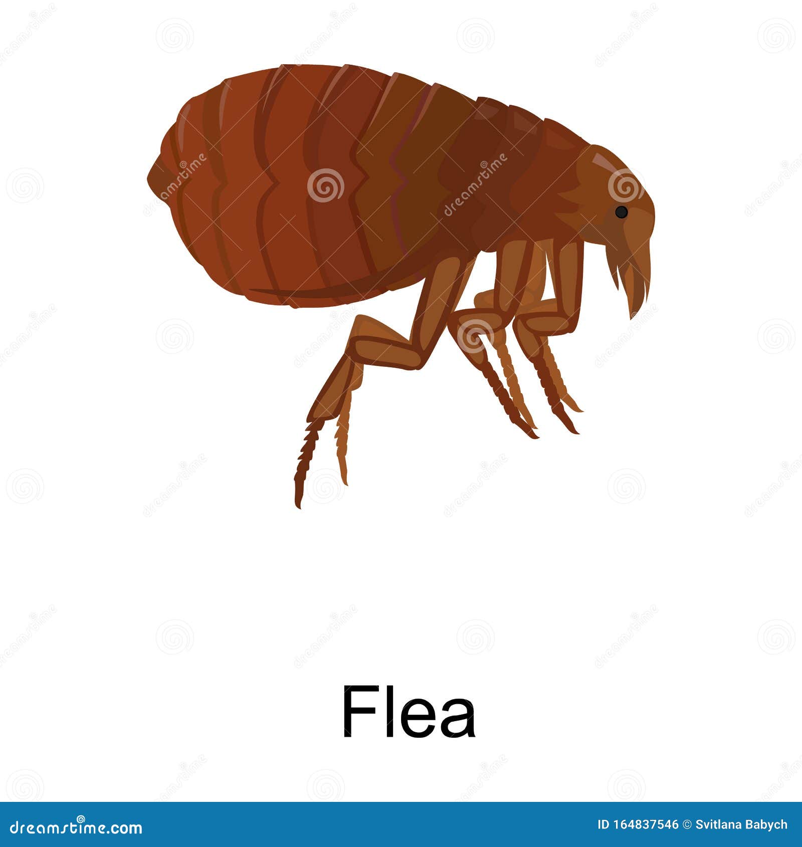 Flea. Vector Illustration. The Bloodsucker On An Isolated Green ...