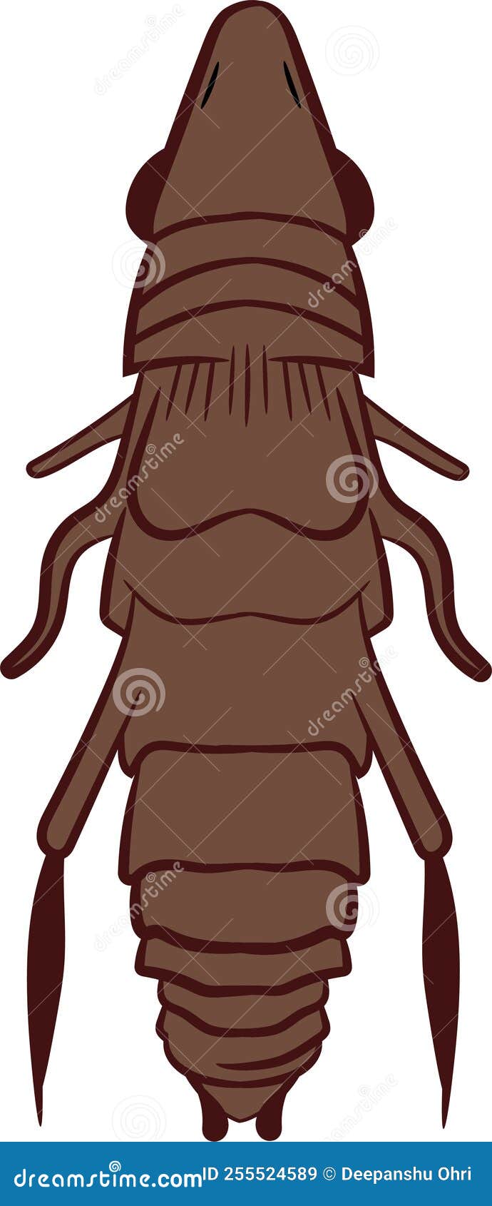 Flea stock vector. Illustration of bite, lice, insect - 255524589