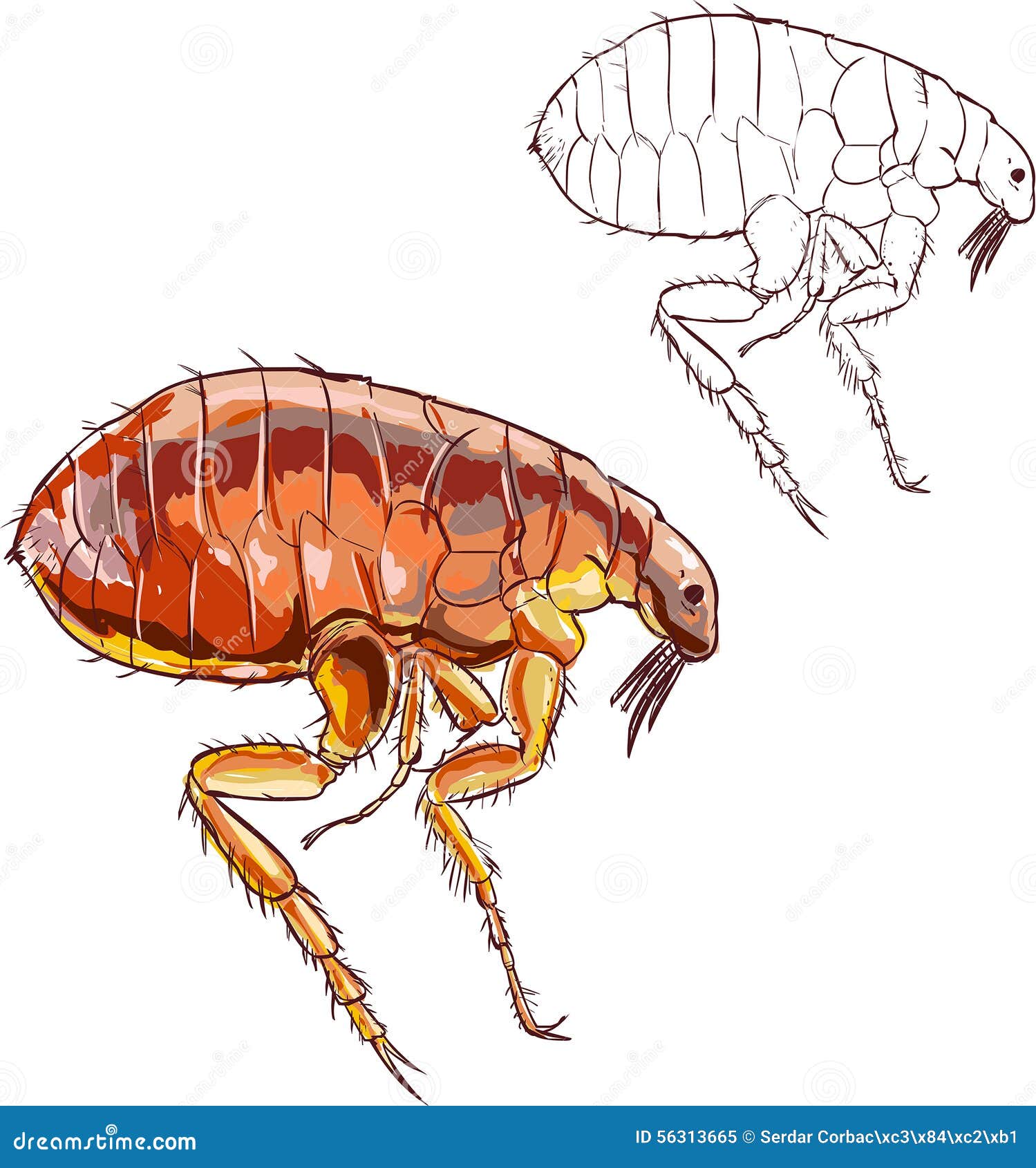 Flea stock vector. Illustration of medical, insect, vector - 56313665