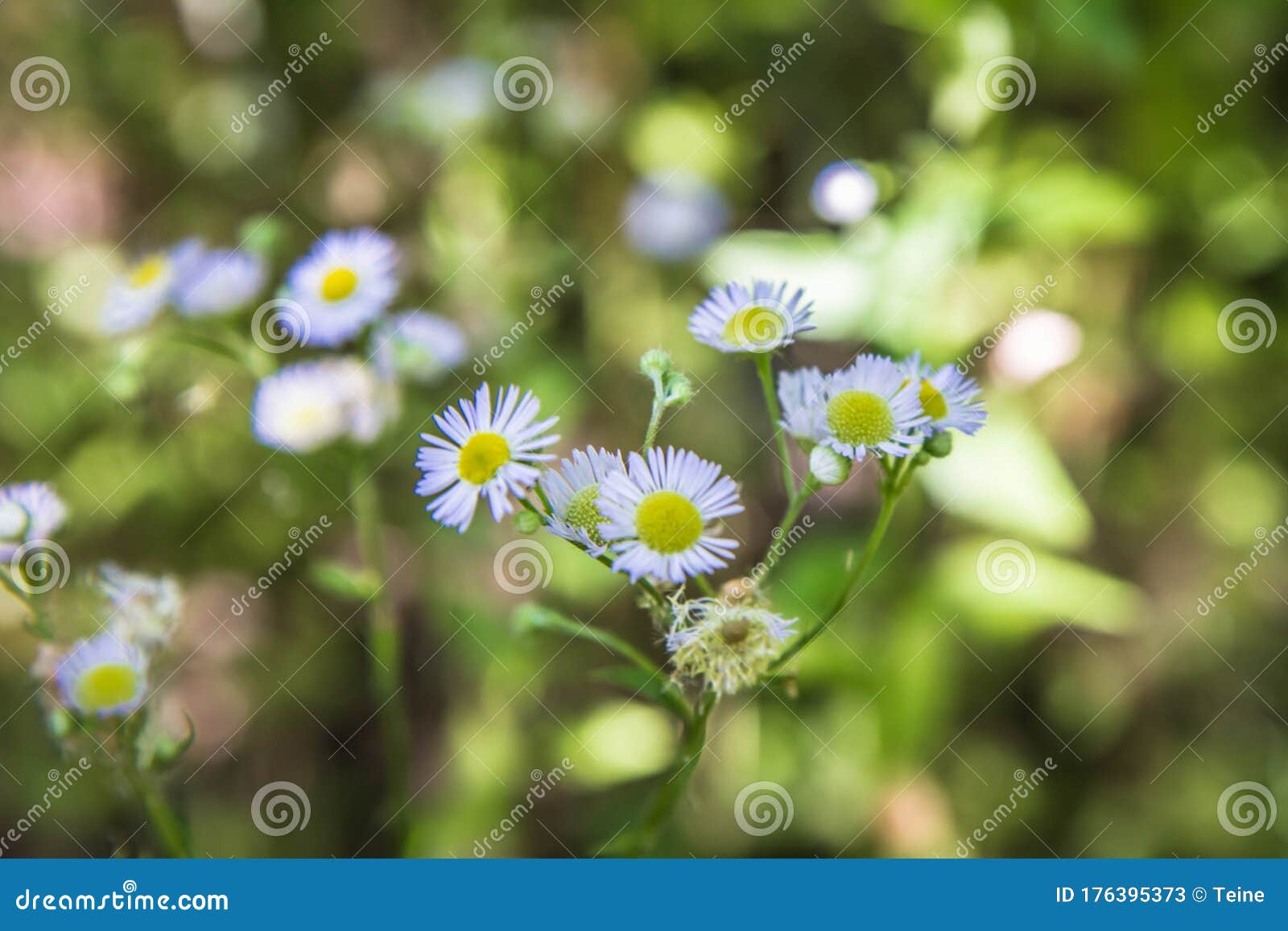 Fleabane plant stock image. Image of flowers, blooming - 176395373