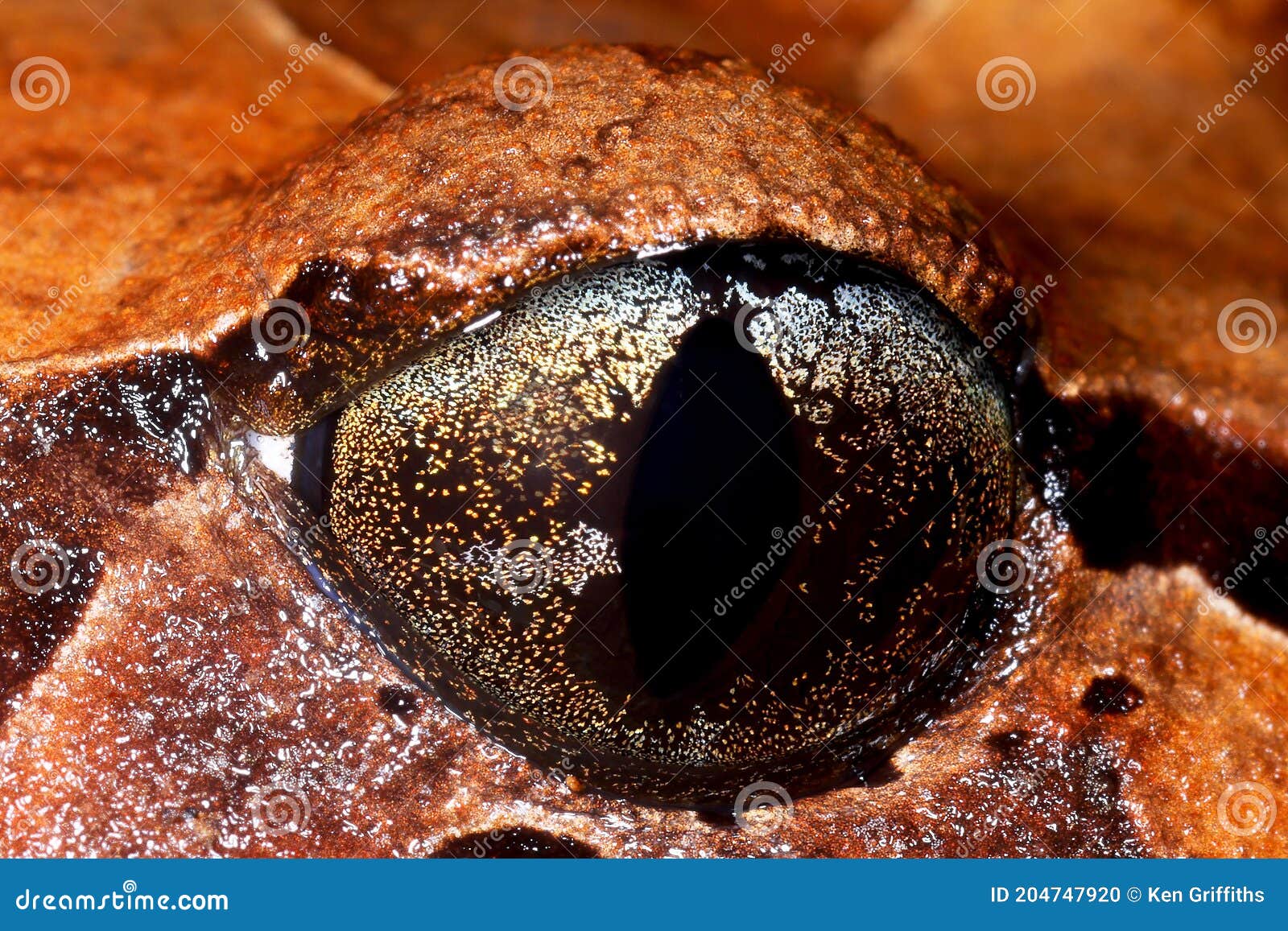 Fleay`s Barred Frog Eye stock photo. Image of threatened - 204747920