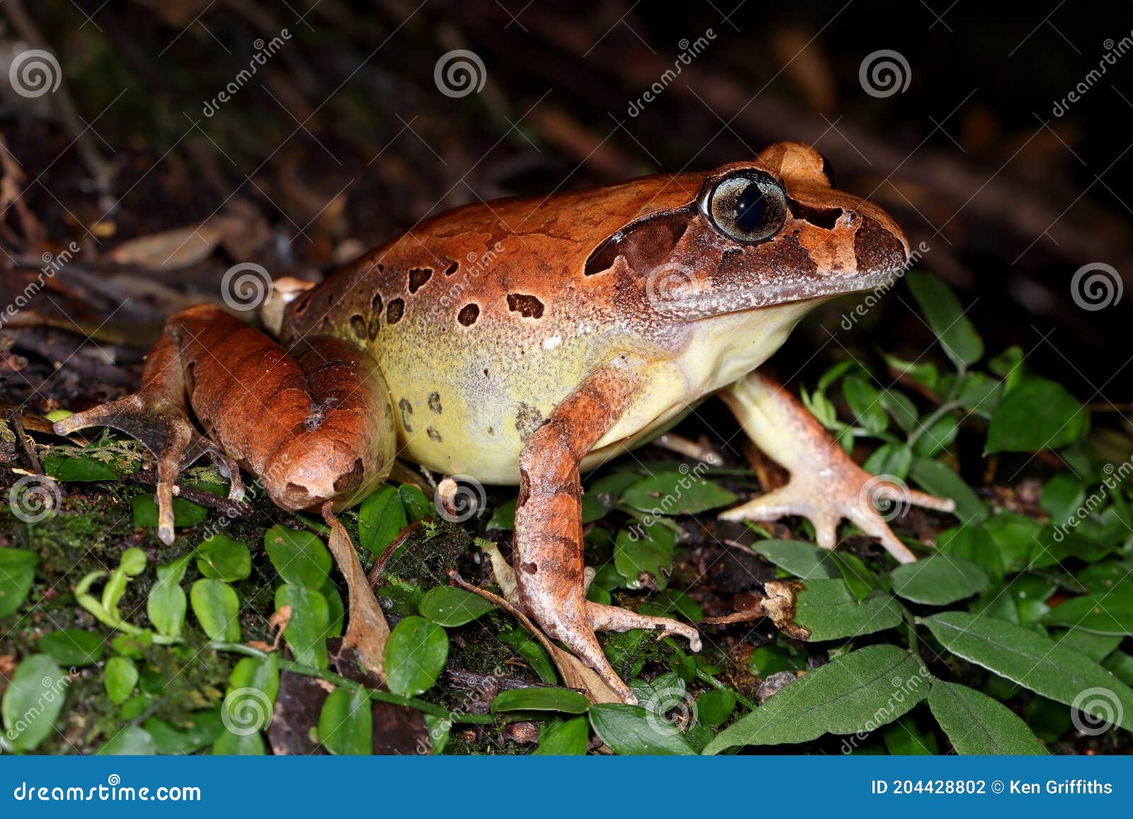Fleay`s Barred Frog stock photo. Image of wildlife, australia - 204428802