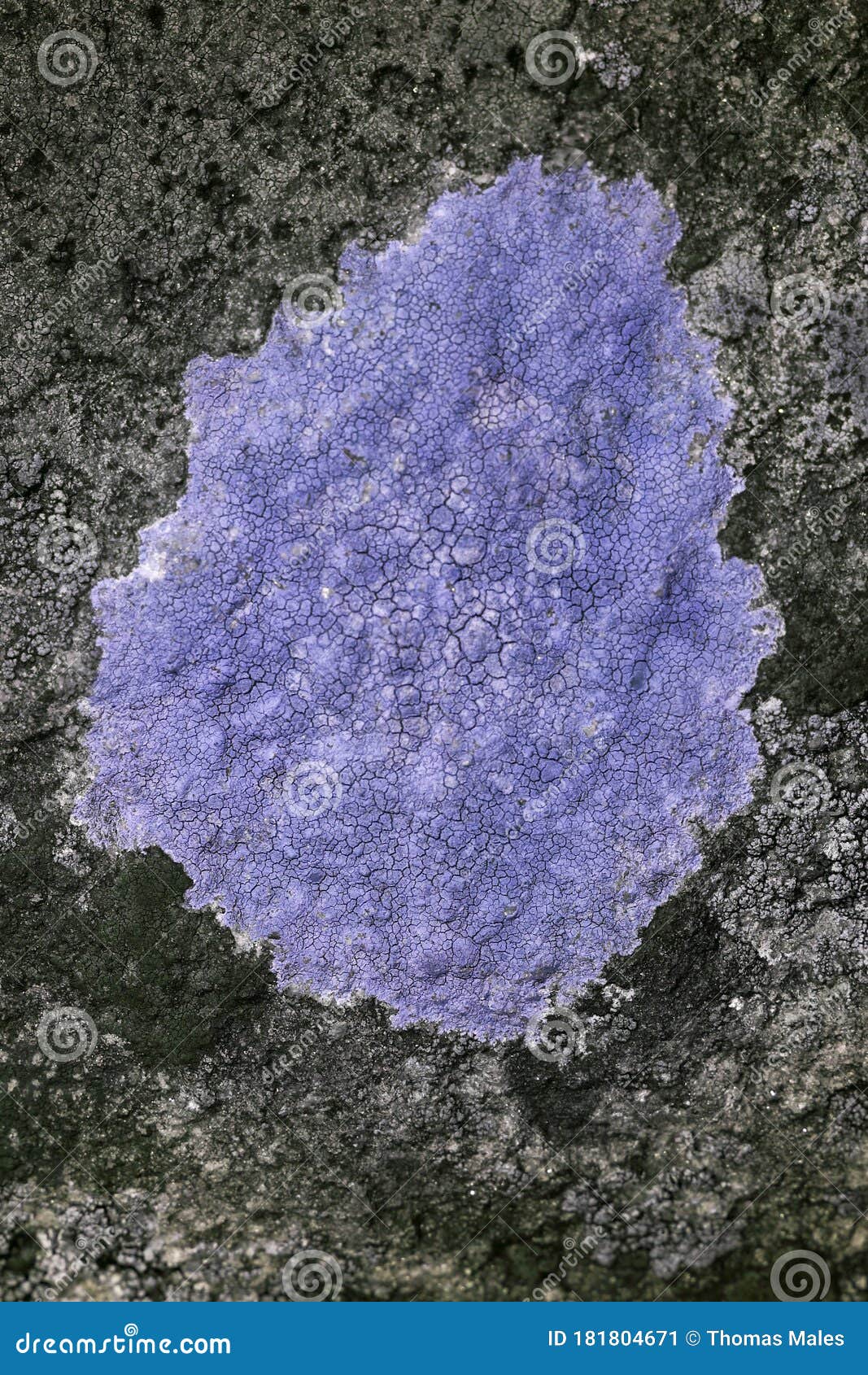 Flechte stockbild. Bild von haut, fluoreszenz, flechte - 181804671