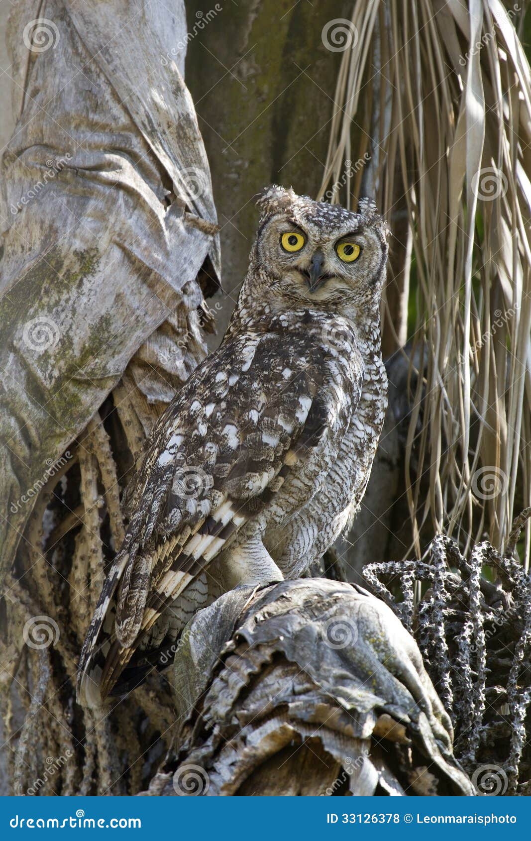 Fleckenuhu (Bufo-africanus) Stockfoto - Bild von klug, jäger: 33126378