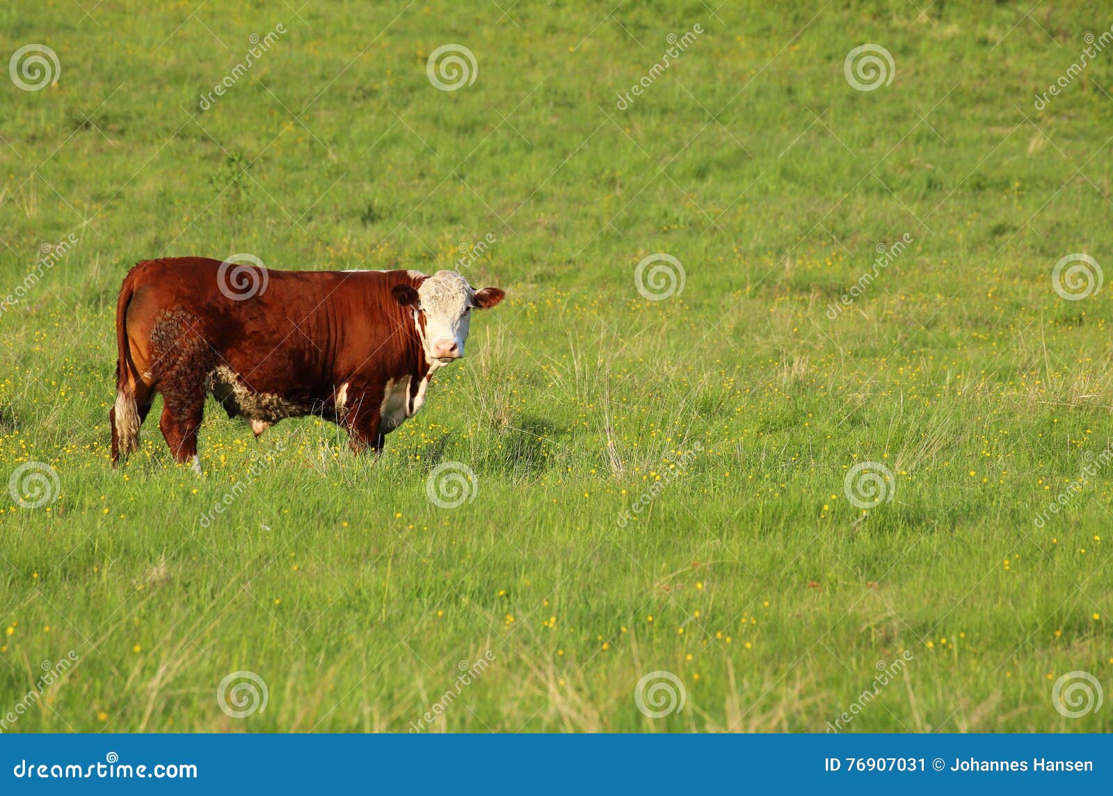 Fleckvieh Bull Standing on a Meadow and Watching Stock Image - Image of ...