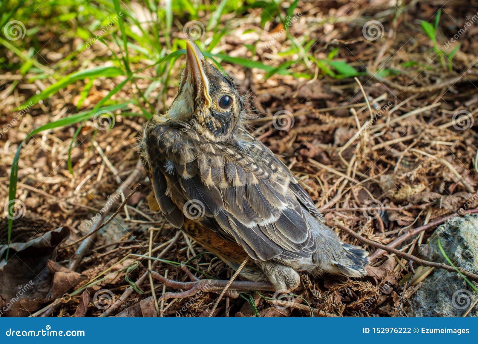 Fledgling American Robin stock photo. Image of chick - 152976222