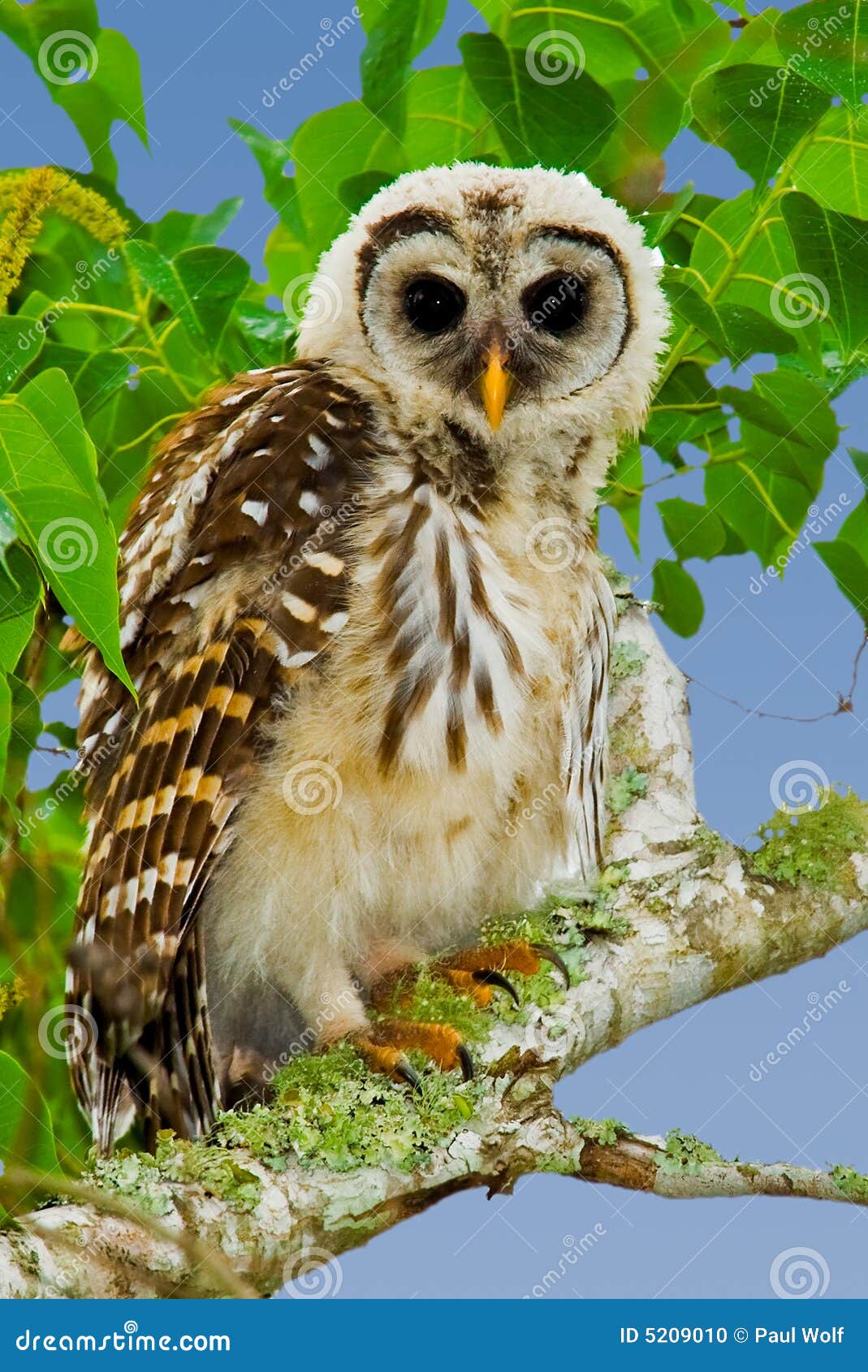 Fledgling Barred Owl stock photo. Image of bend, park - 5209010