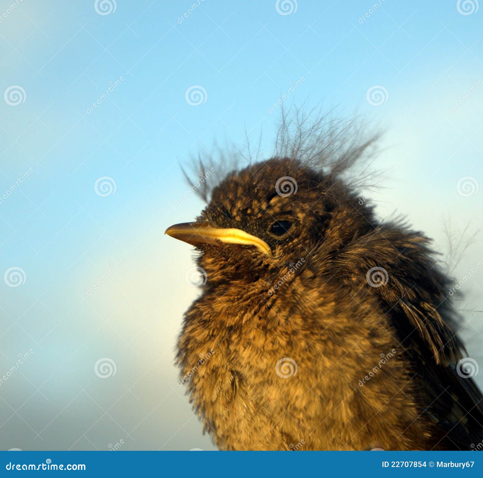Fledgling Bird stock photo. Image of blackbird, spring - 22707854
