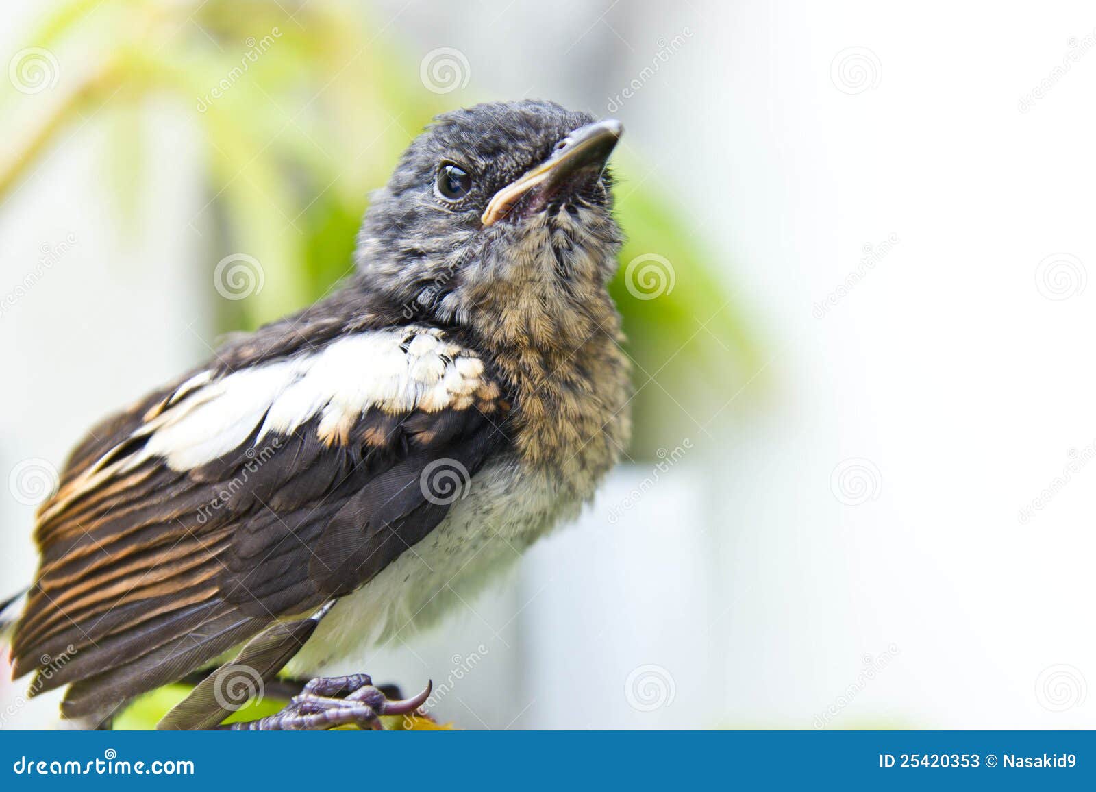 Fledgling bird stock image. Image of juvenile, bird, young - 25420353