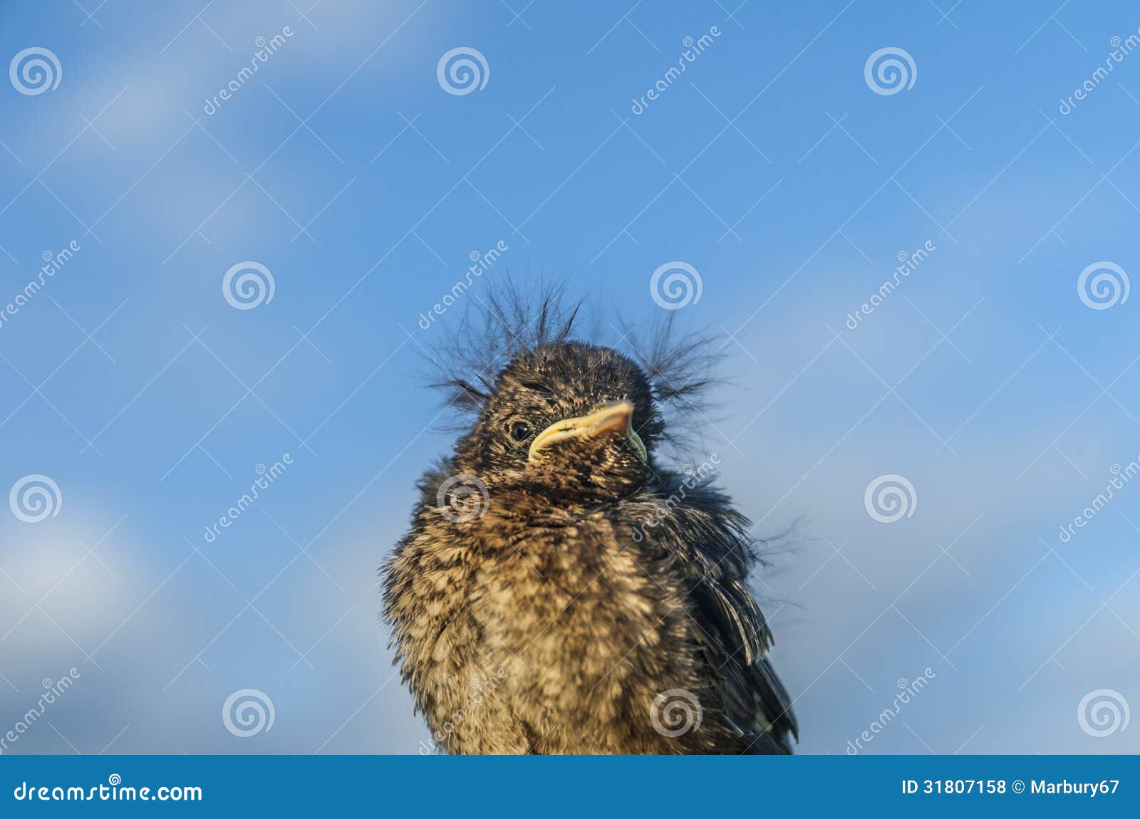 Fledgling Bird stock photo. Image of sitting, small, isolated - 31807158