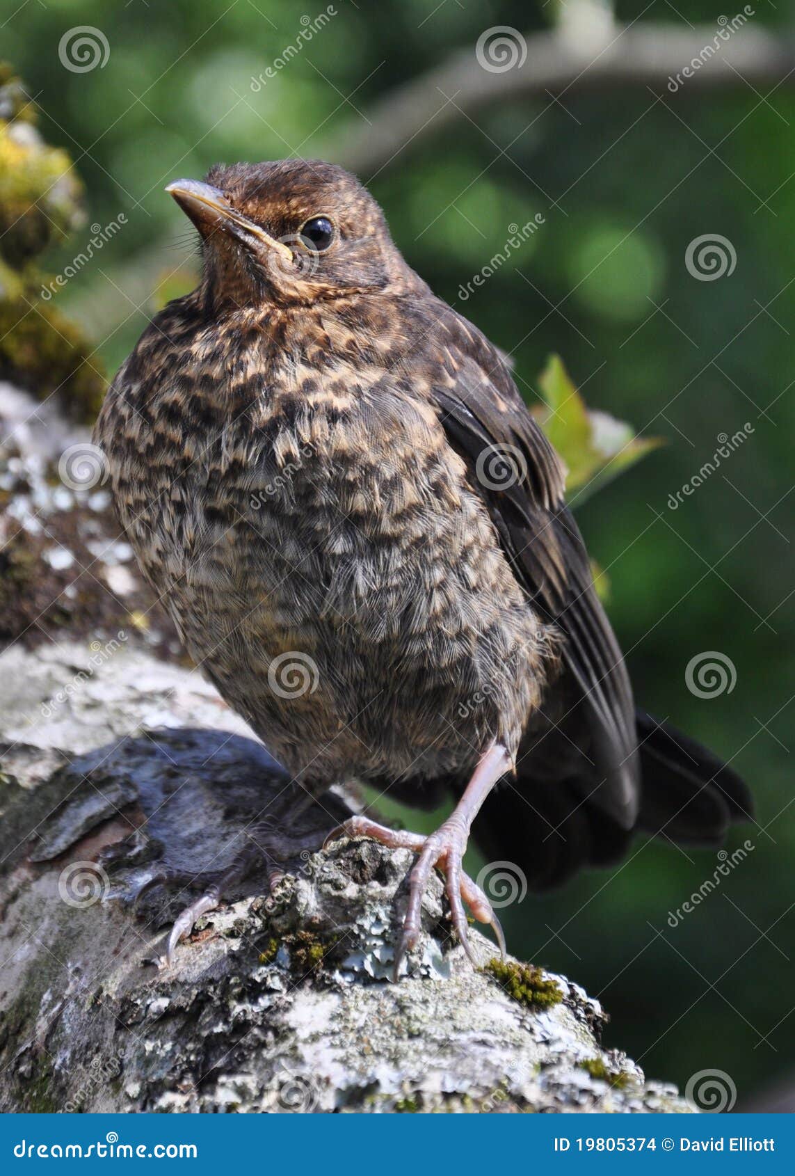 Fledgling blackbird stock photo. Image of summer, ornithology - 19805374