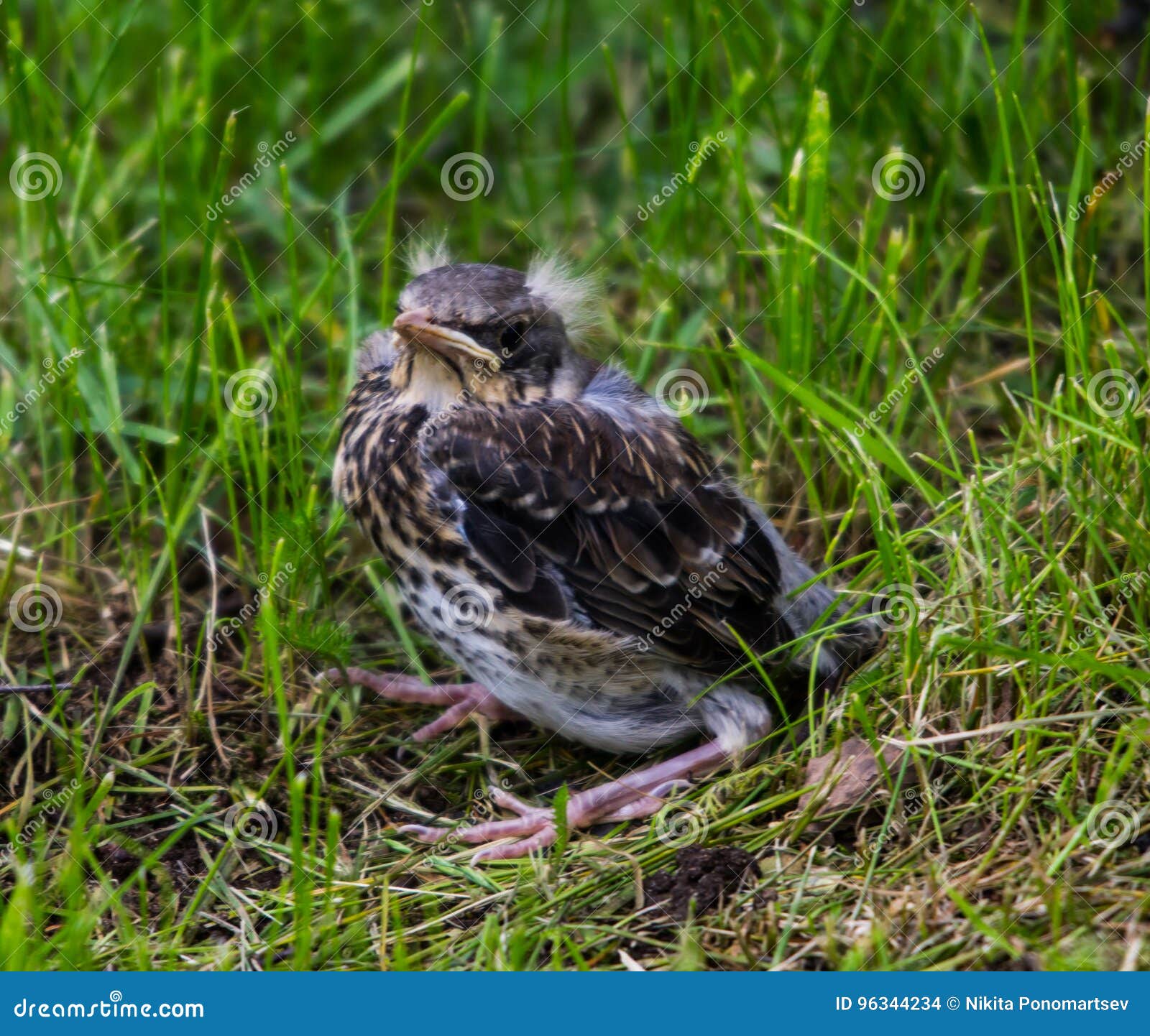 The fledgling Fieldfare stock photo. Image of life, birds - 96344234
