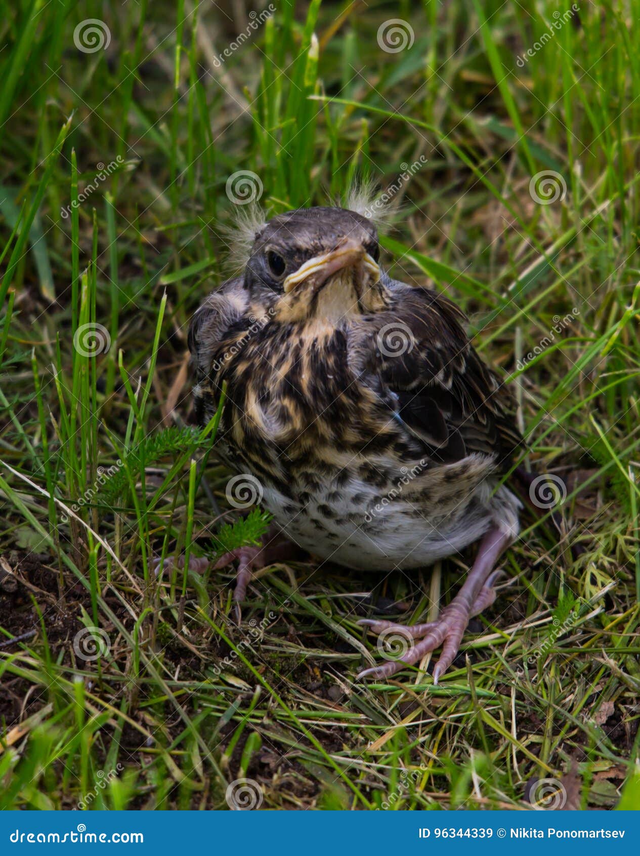 The fledgling Fieldfare stock image. Image of birds, beak - 96344339