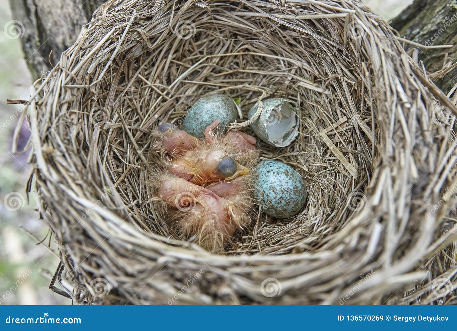 Fledgling Chicks Song Thrush Sitting in Nest, Life Nest with Chicks in ...