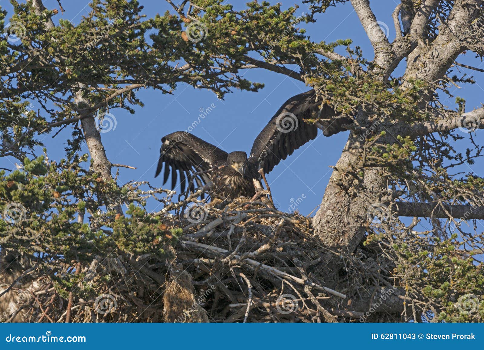 Fledgling Eagle Testing Its Wings Stock Image - Image of alaska, wings ...