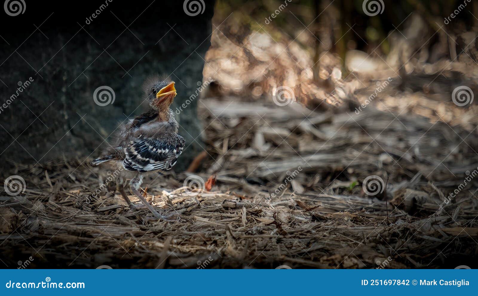 Fledgling Northern Mockingbird Ready To Be Fed Stock Photo - Image of ...